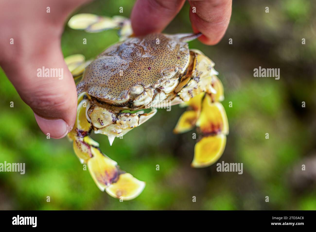 Spotted moon crab or Ashtoret lunaris in hand on mossy coral reef ...