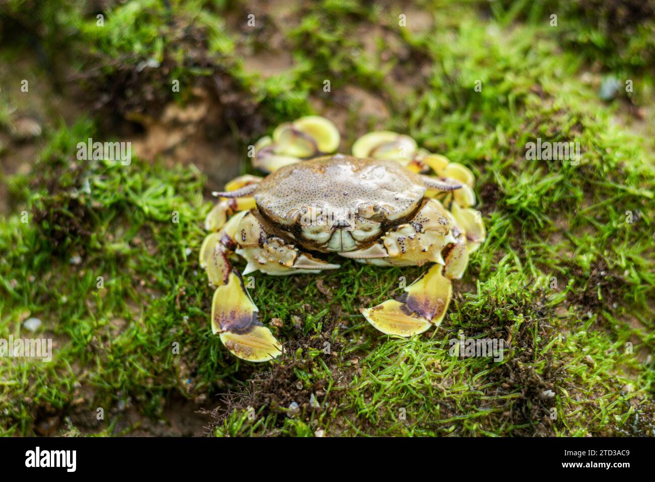 Spotted moon crab or Ashtoret lunaris on a mossy coral reef Stock Photo ...