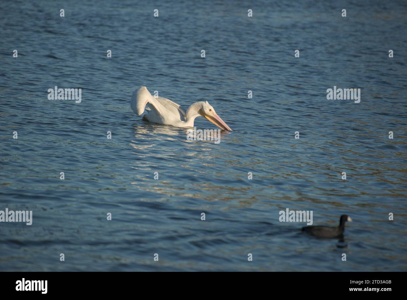 White pelican fishing on Lake Balboa, CA. Gently swimming with its huge ...