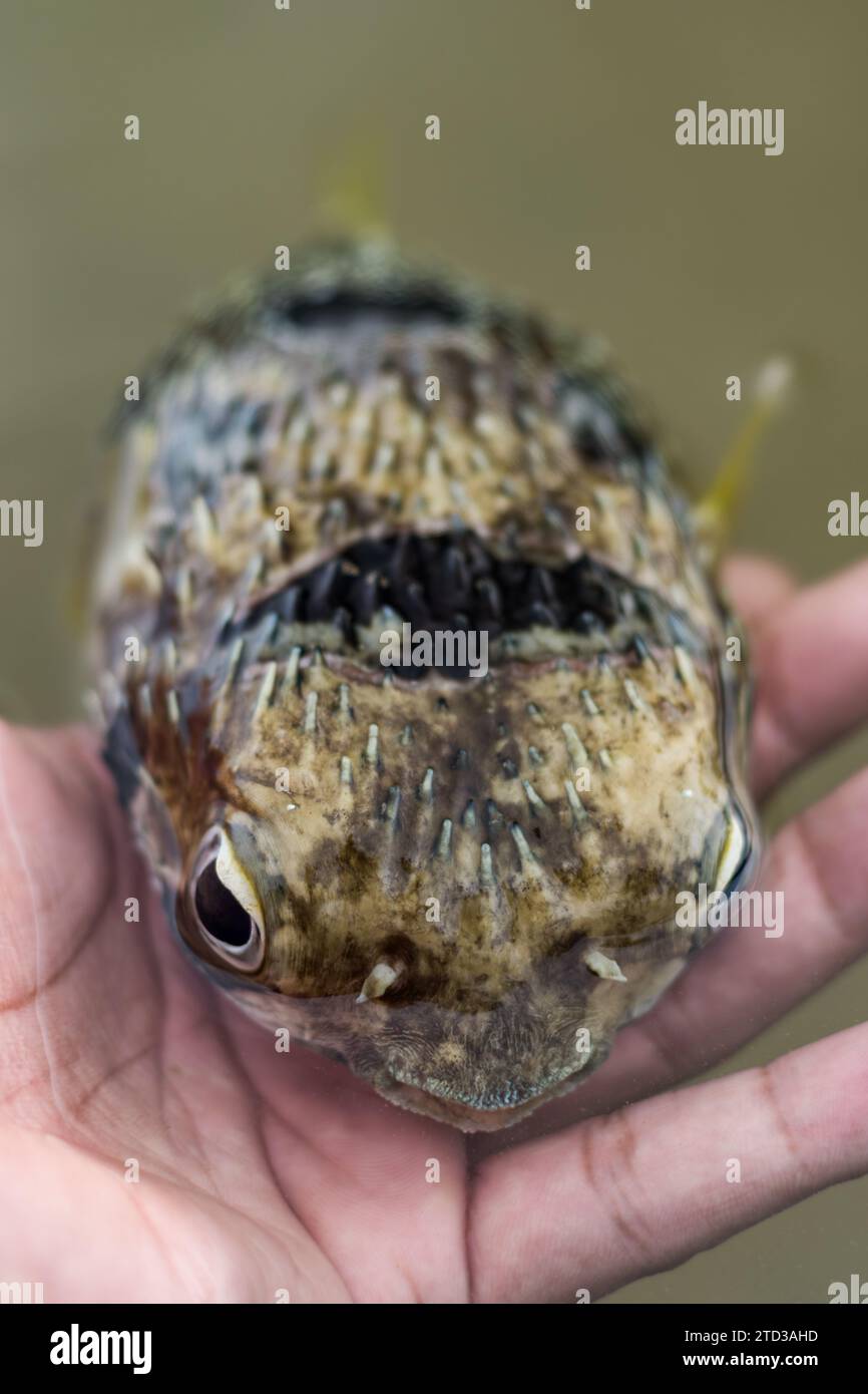 Tetraodontidae. Pretty tropical fish. Close up of cute puffer fish ...