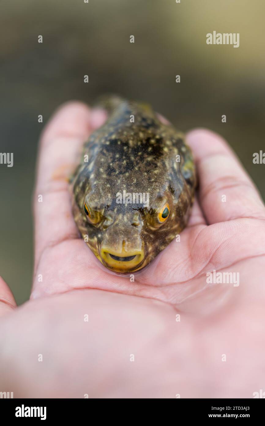 Tetraodontidae. Pretty tropical fish. Close up of cute puffer fish ...