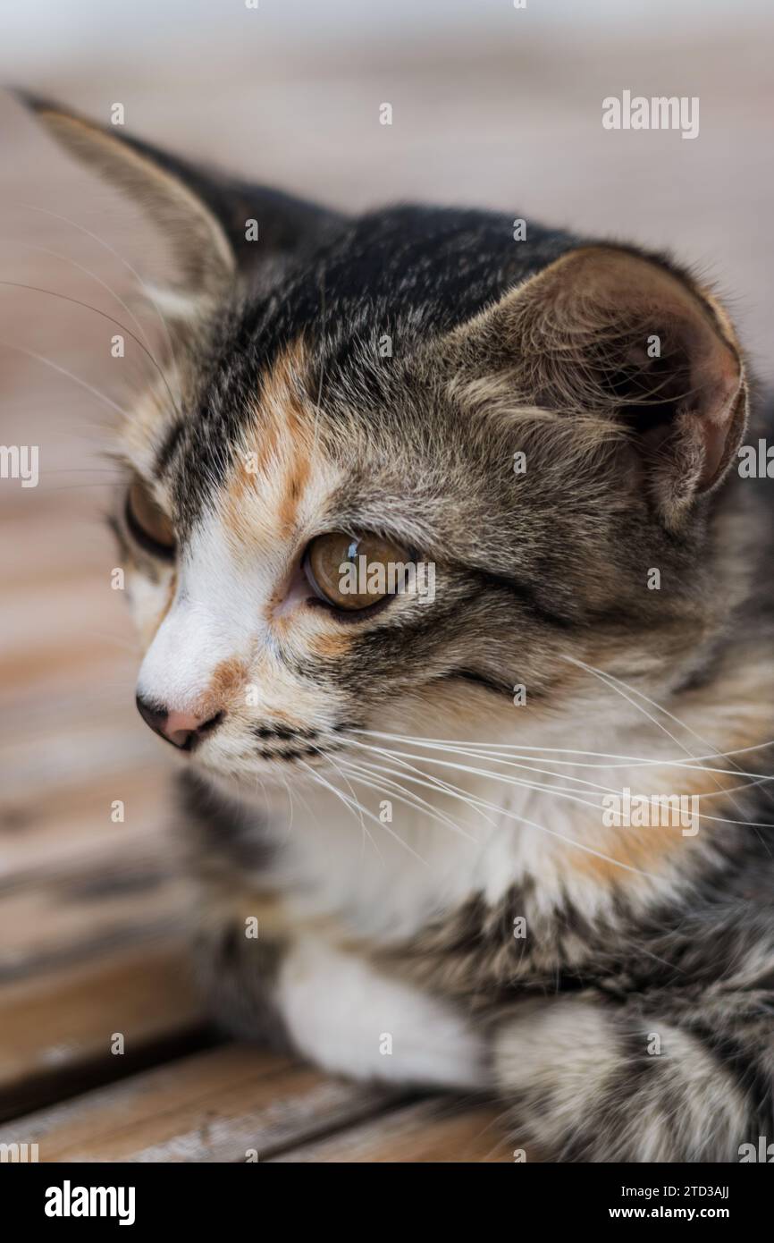 Serious feline hi-res stock photography and images - Alamy