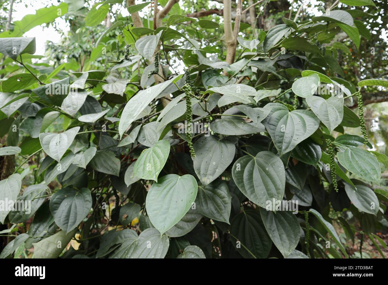 View of a black pepper spike is hanging from a Black pepper (Piper ...