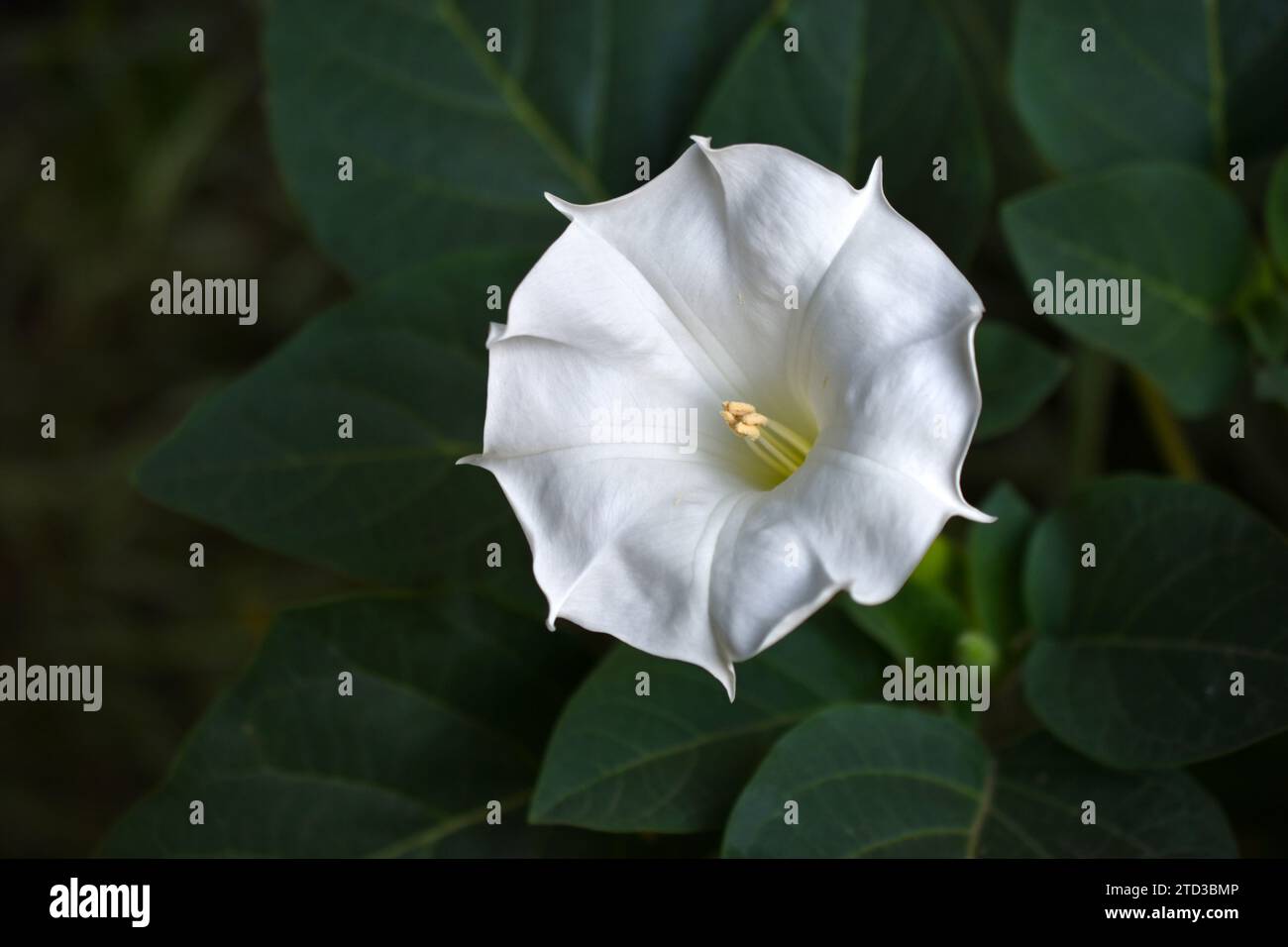 A large white datura flower with green leaves. Large white flowers ...