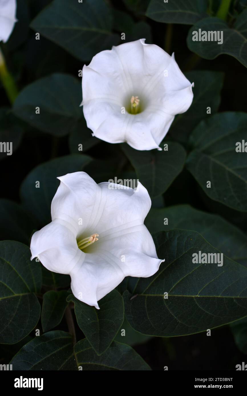 A large white datura flower with green leaves. Large white flowers ...