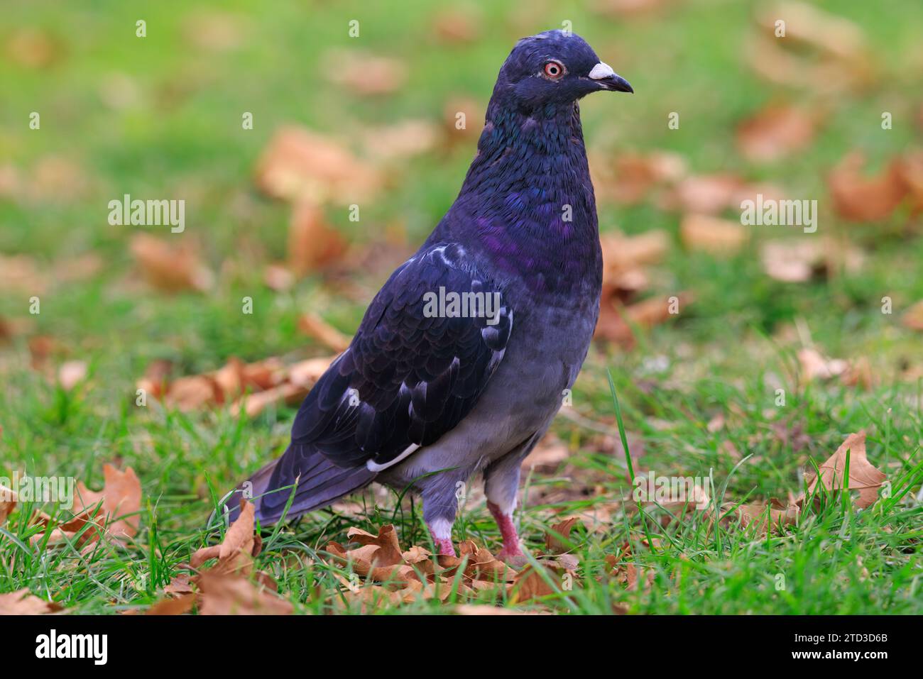 Common rock pigeon hi-res stock photography and images - Alamy
