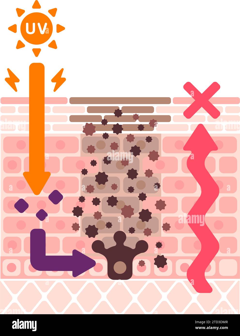 Hyperpigmentation vector vectors hi-res stock photography and images ...