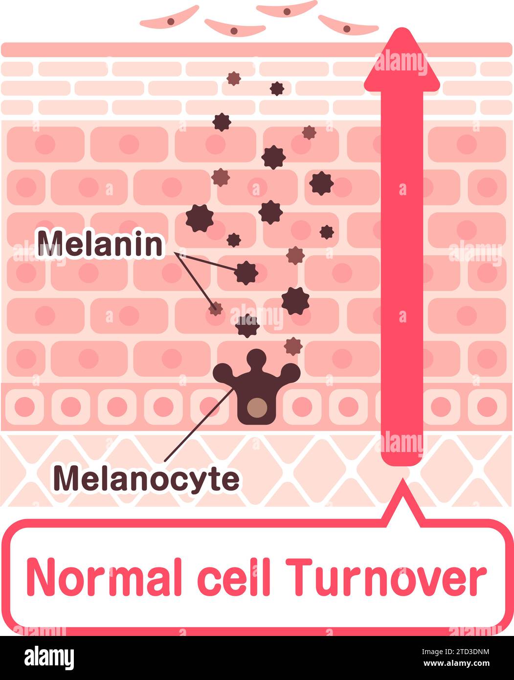 Vector illustration of normal skin turnover Stock Vector Image & Art ...