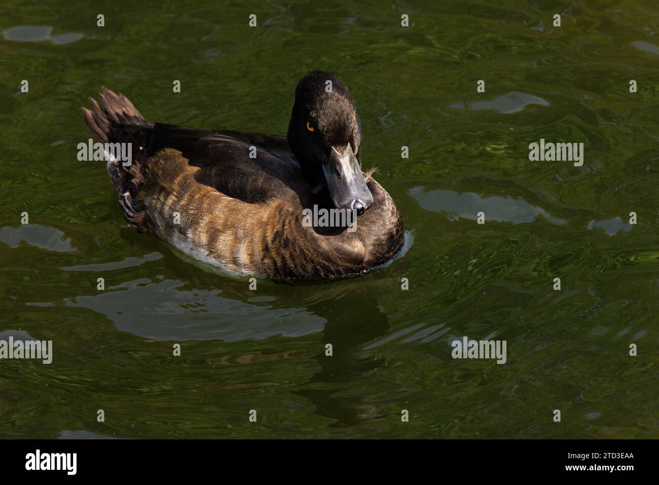 A tufted duck with dark beak and yellow eye swimming in body of water ...