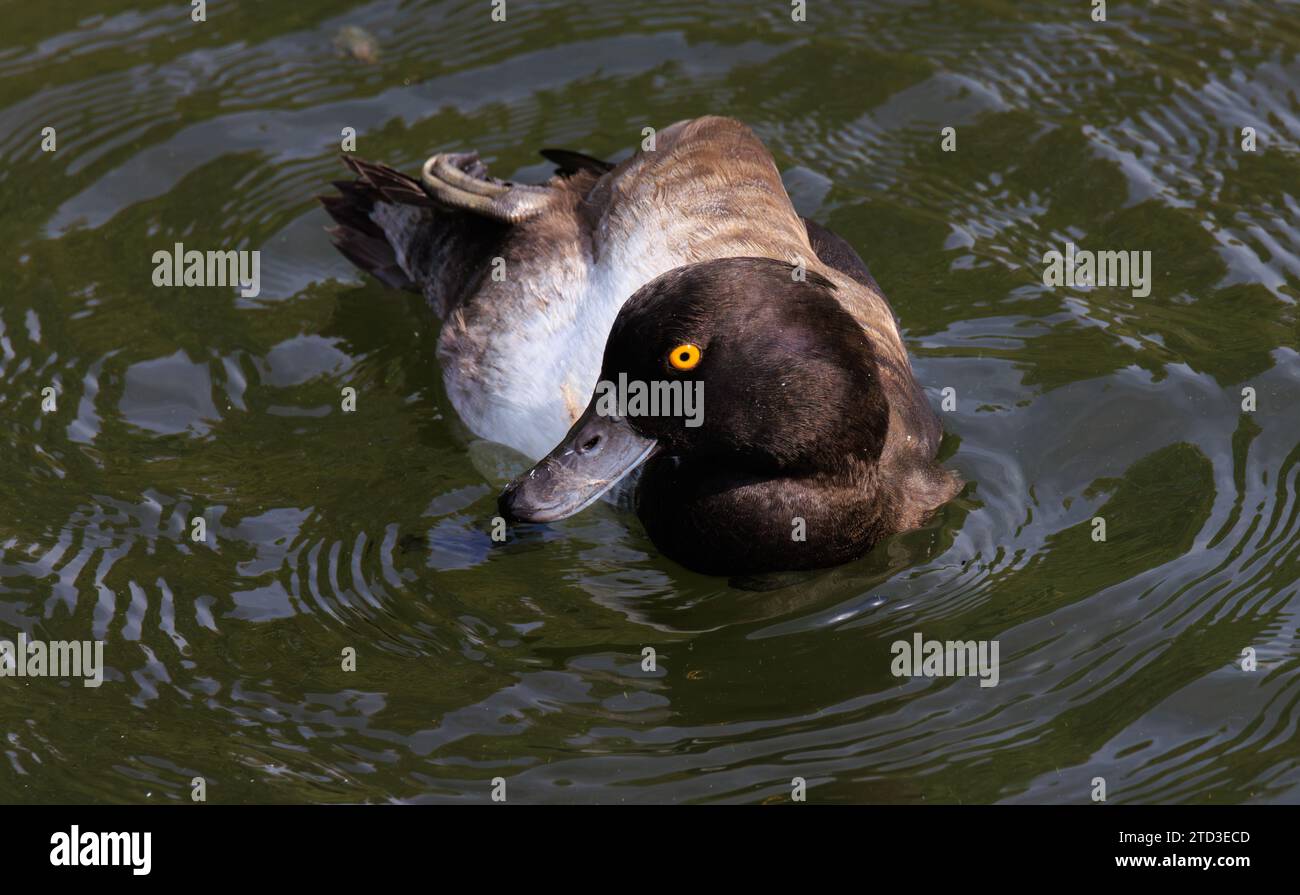 A tufted duck with dark beak and yellow eye swimming in body of water ...