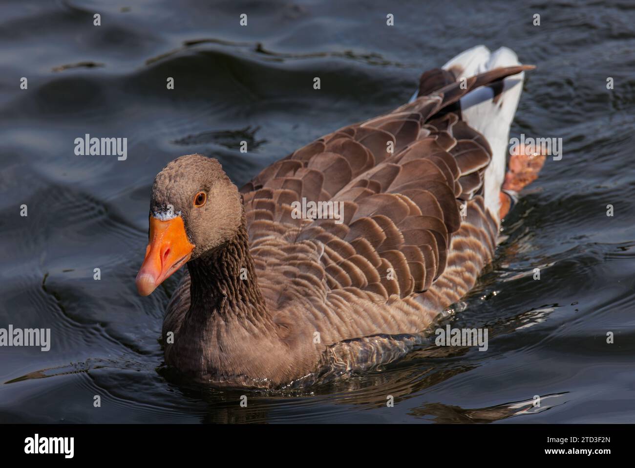 White greylag goose swimming hi-res stock photography and images - Alamy