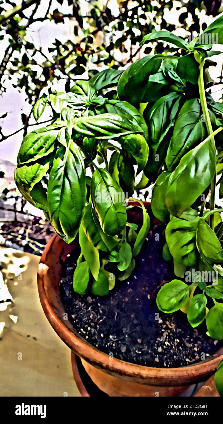A lush and mature potted basil plant Stock Photo - Alamy