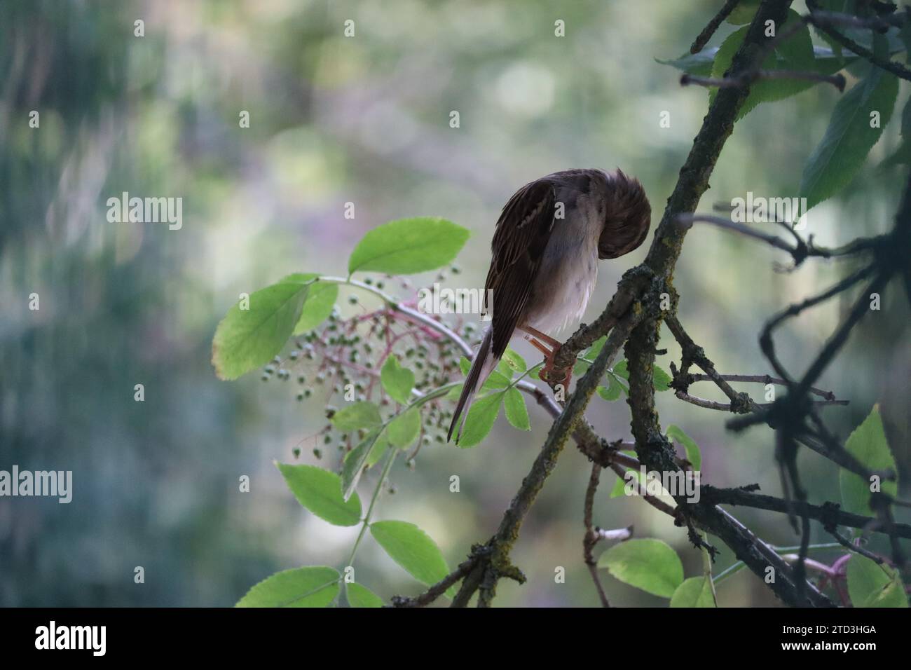 Flea detection hi-res stock photography and images - Alamy