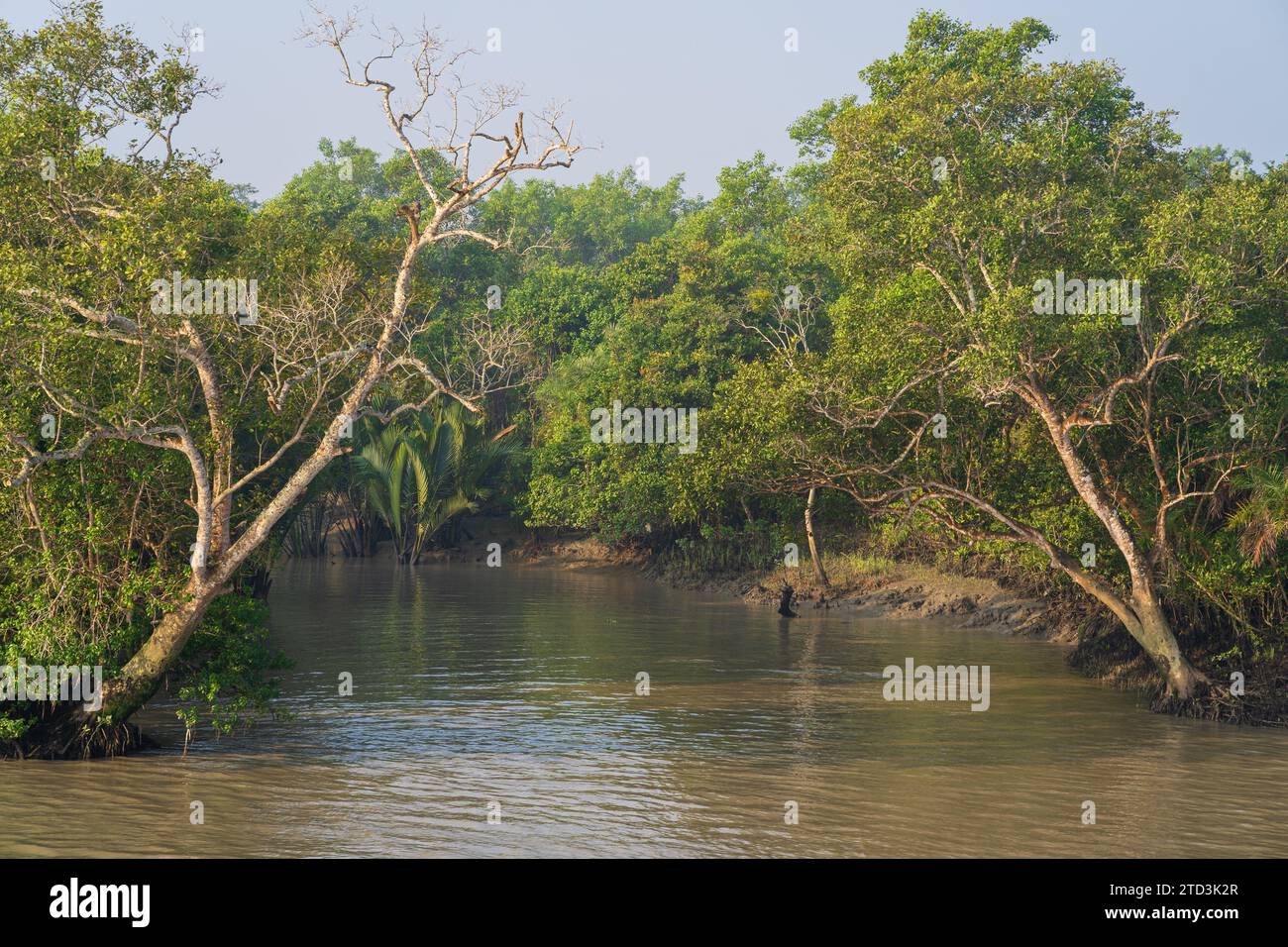 Morning landscape view of mangrove forest in the Sundarbans national park, a UNESCO World ...