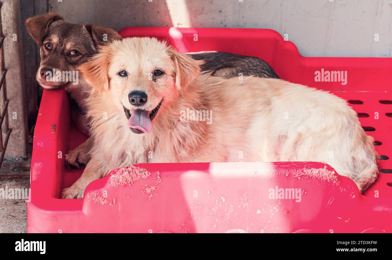 Unwanted and homeless dogs of different breeds in animal shelter ...