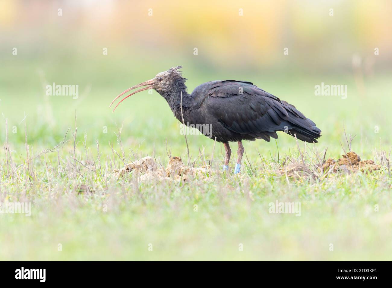 Northern ibis migration hi-res stock photography and images - Alamy