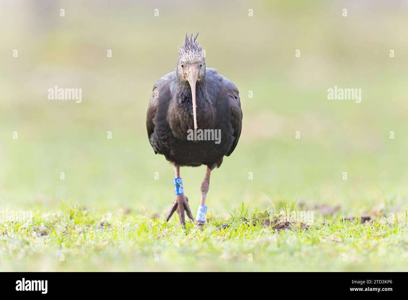 Northern ibis migration hi-res stock photography and images - Alamy