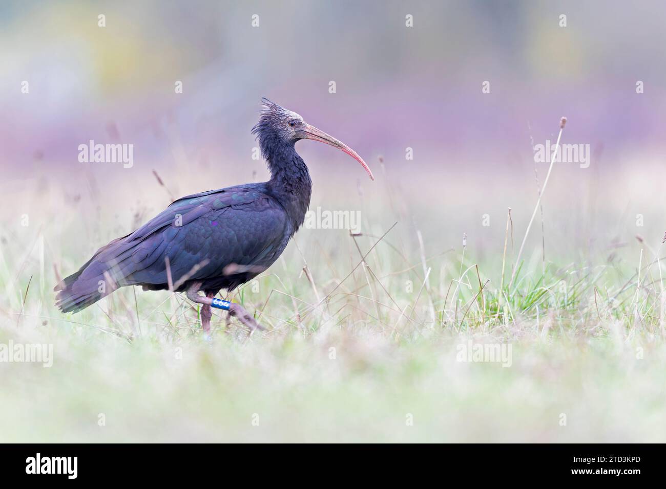 Northern ibis migration hi-res stock photography and images - Alamy