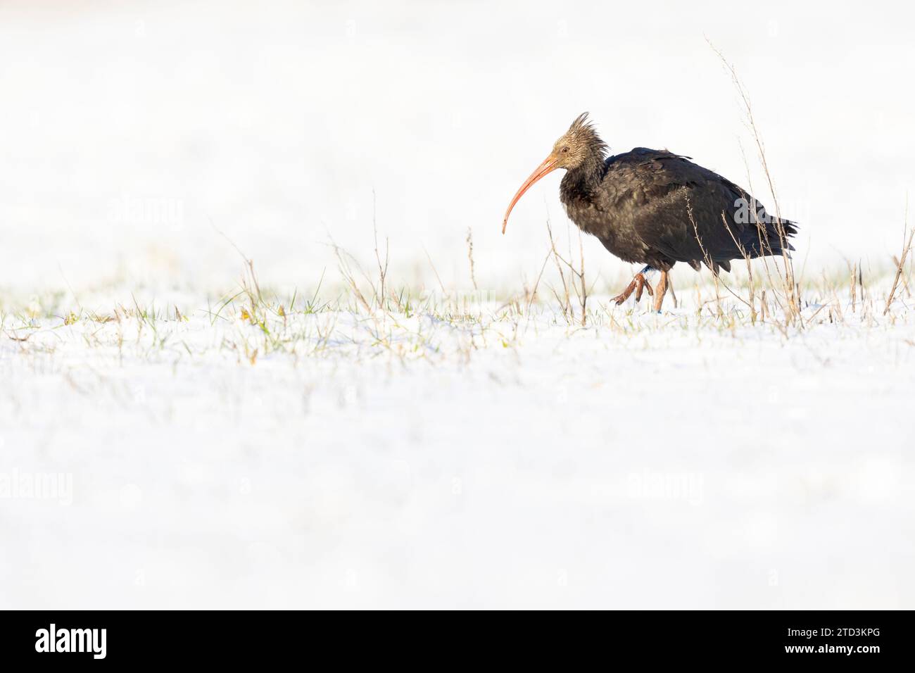 Northern ibis migration hi-res stock photography and images - Alamy