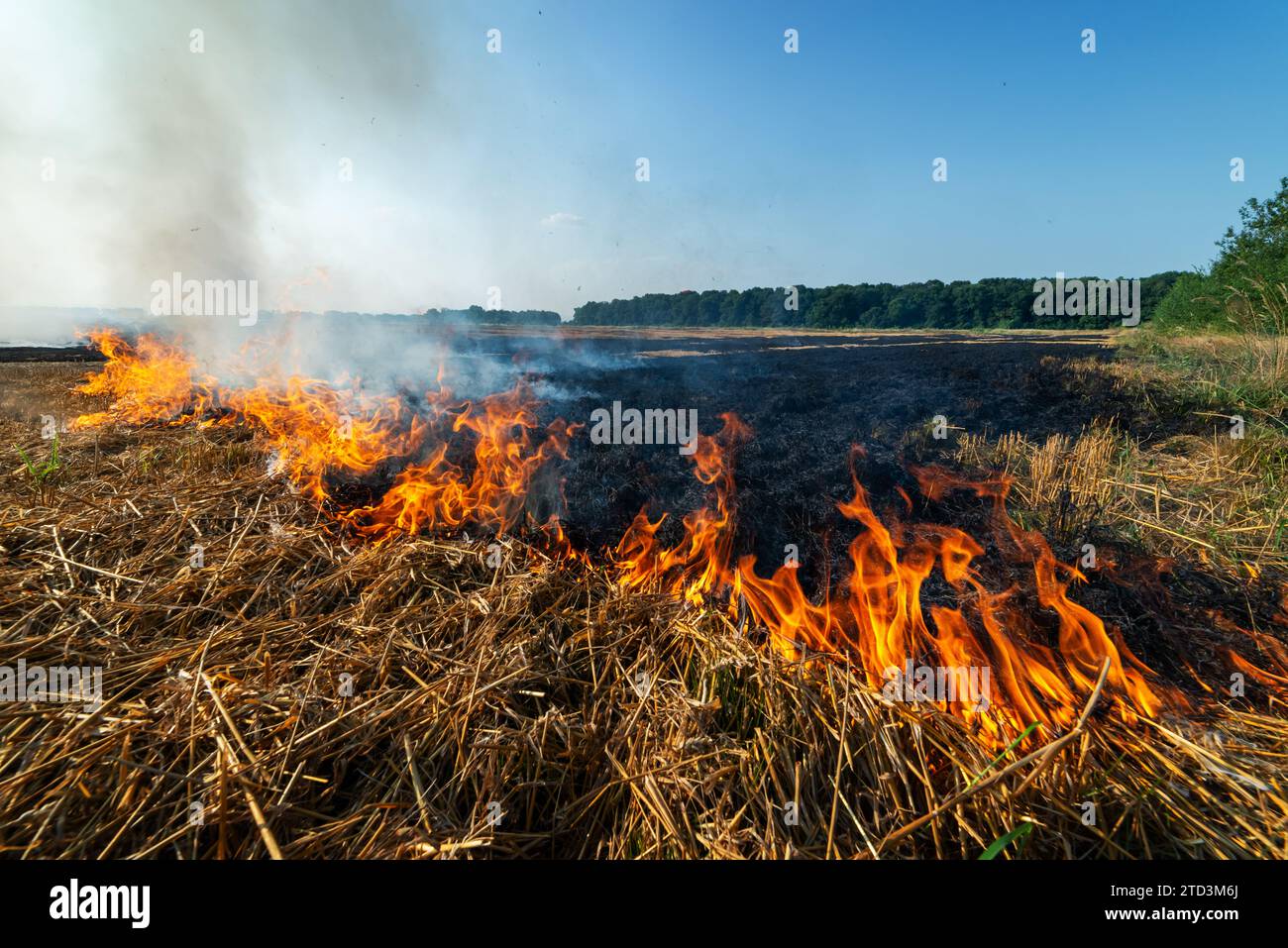 Burning dry stubble on wheat field after harvesting. Wildfire in ...