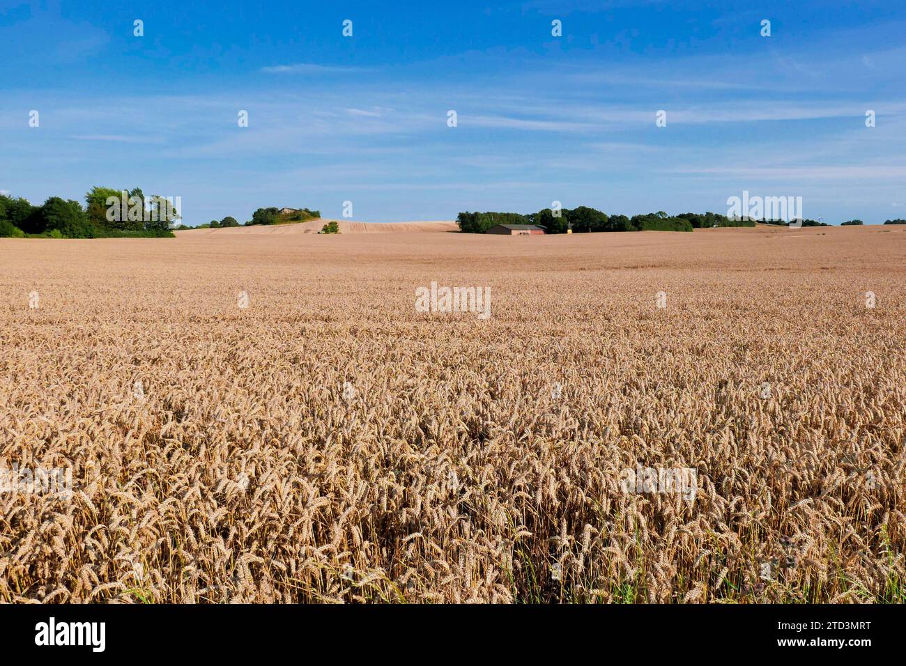 Golden barley field stretching to the horizon under a cloud-filled sky ...