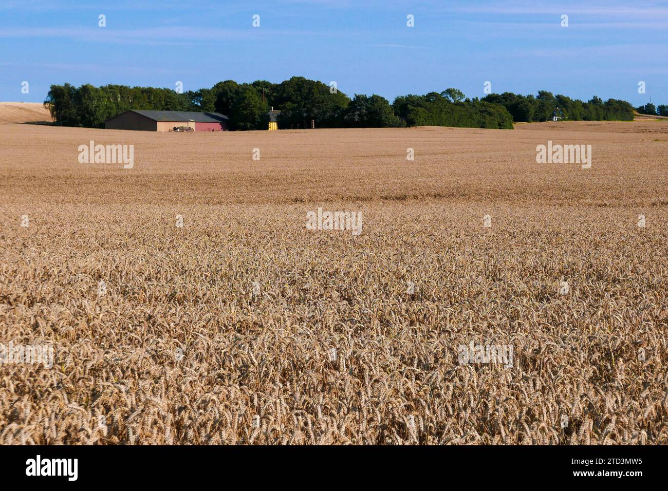 Golden barley field stretching to the horizon under a cloud-filled sky ...