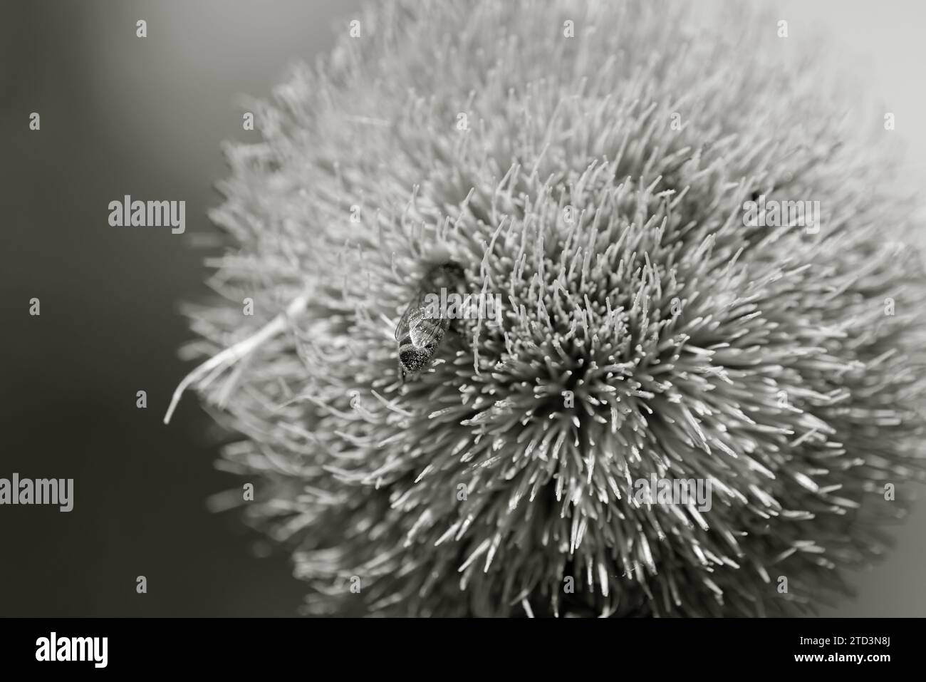 Blessed milk thistle pink flowers in field. Silybum marianum plant. St ...