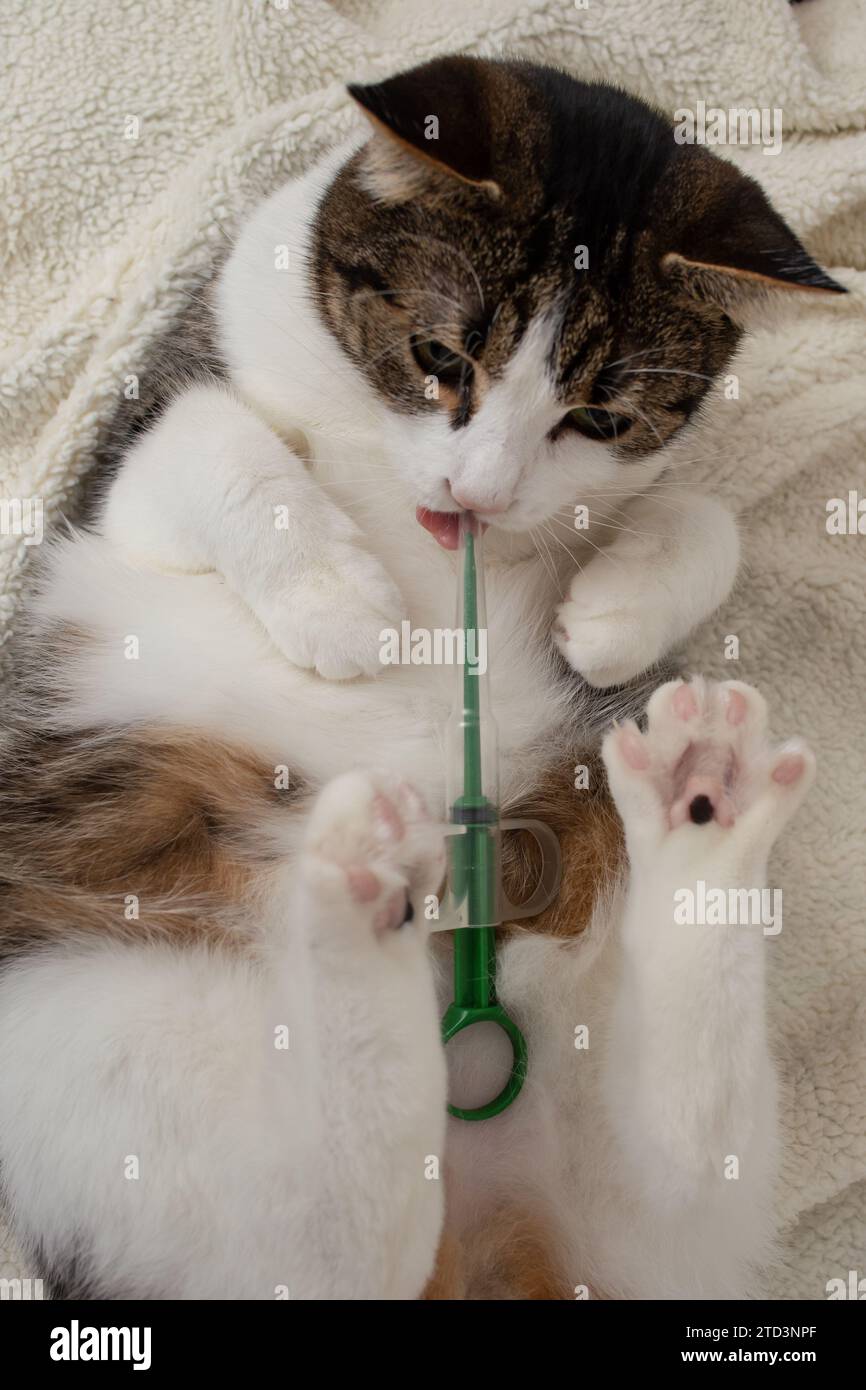 Cute cat playing with A special syringe for administering drugs to ...