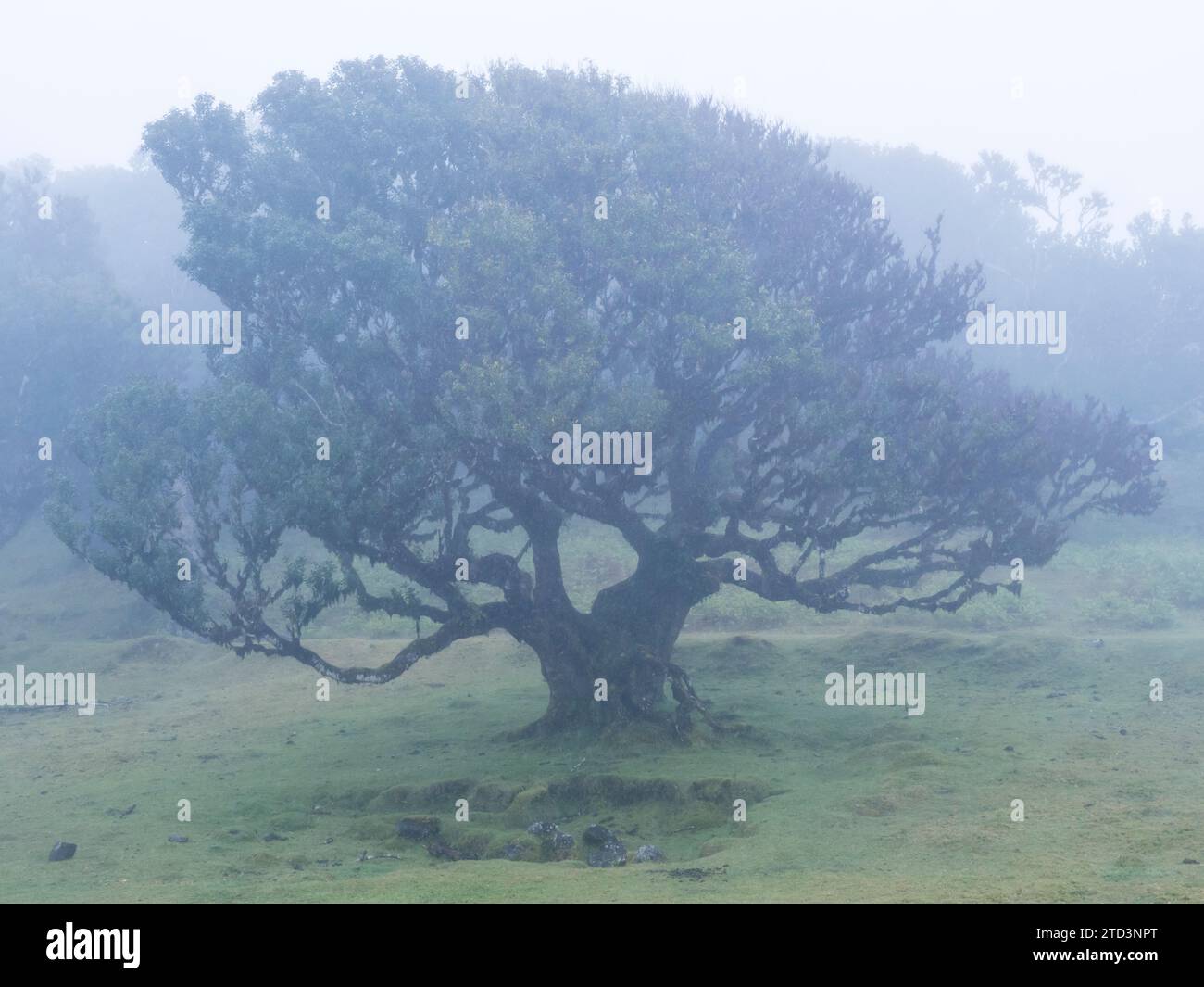Stinkwood tree hi-res stock photography and images - Alamy