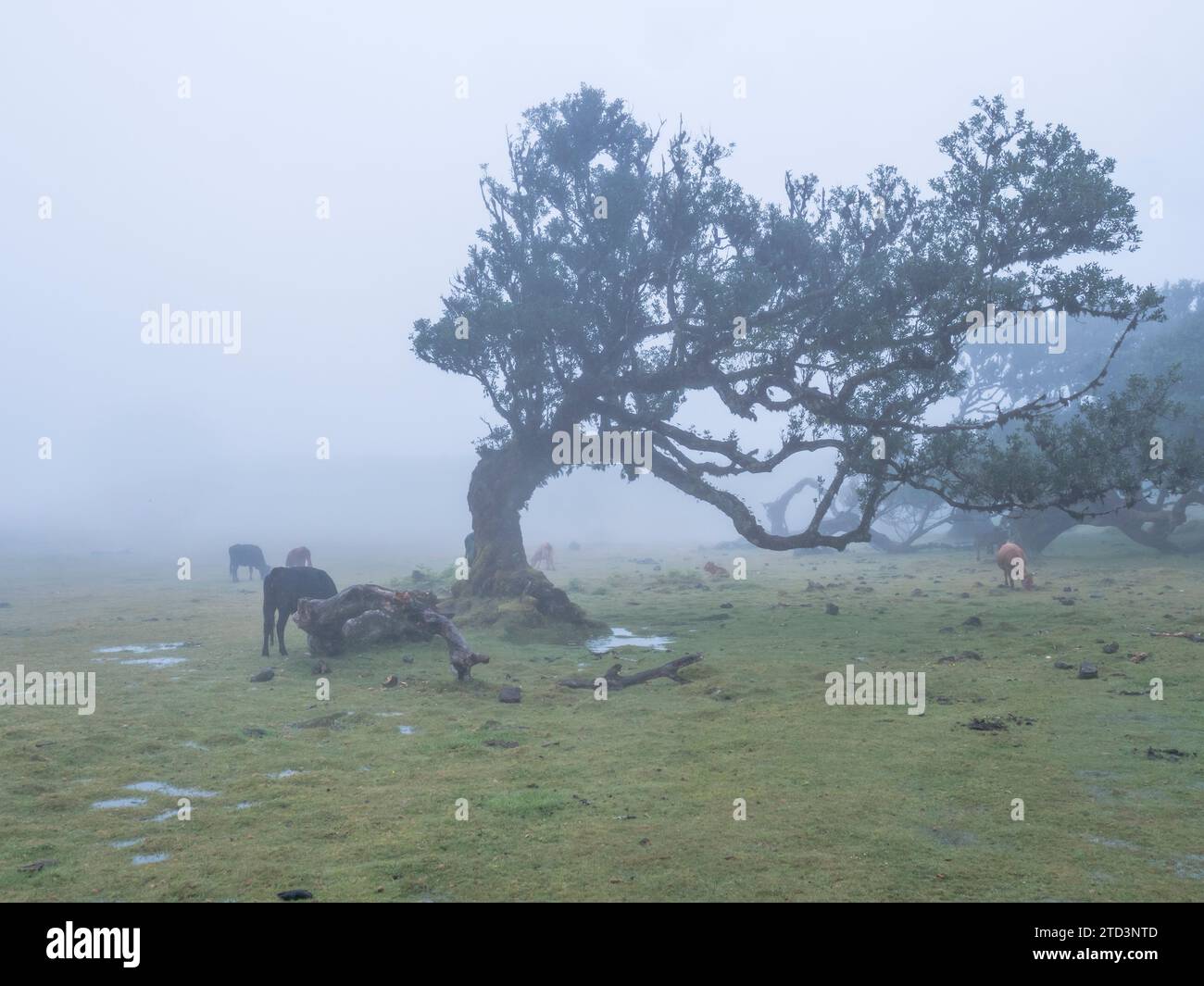 Fanal laurel forest in rain and dense fog with cow and calfs and ...
