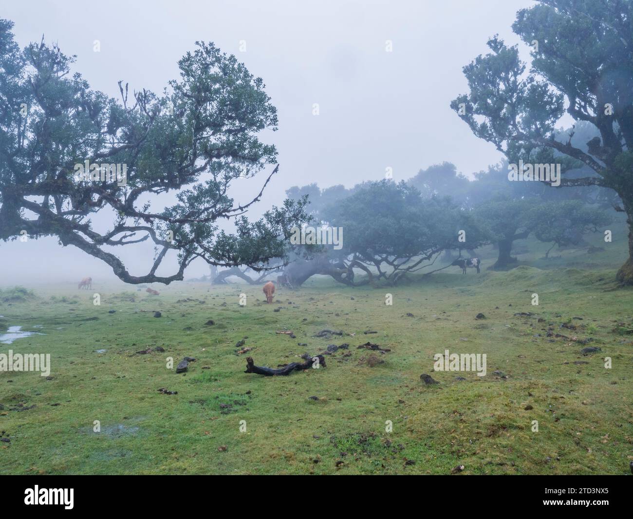 Fanal laurel forest in rain and dense fog with cow and calfs and ...