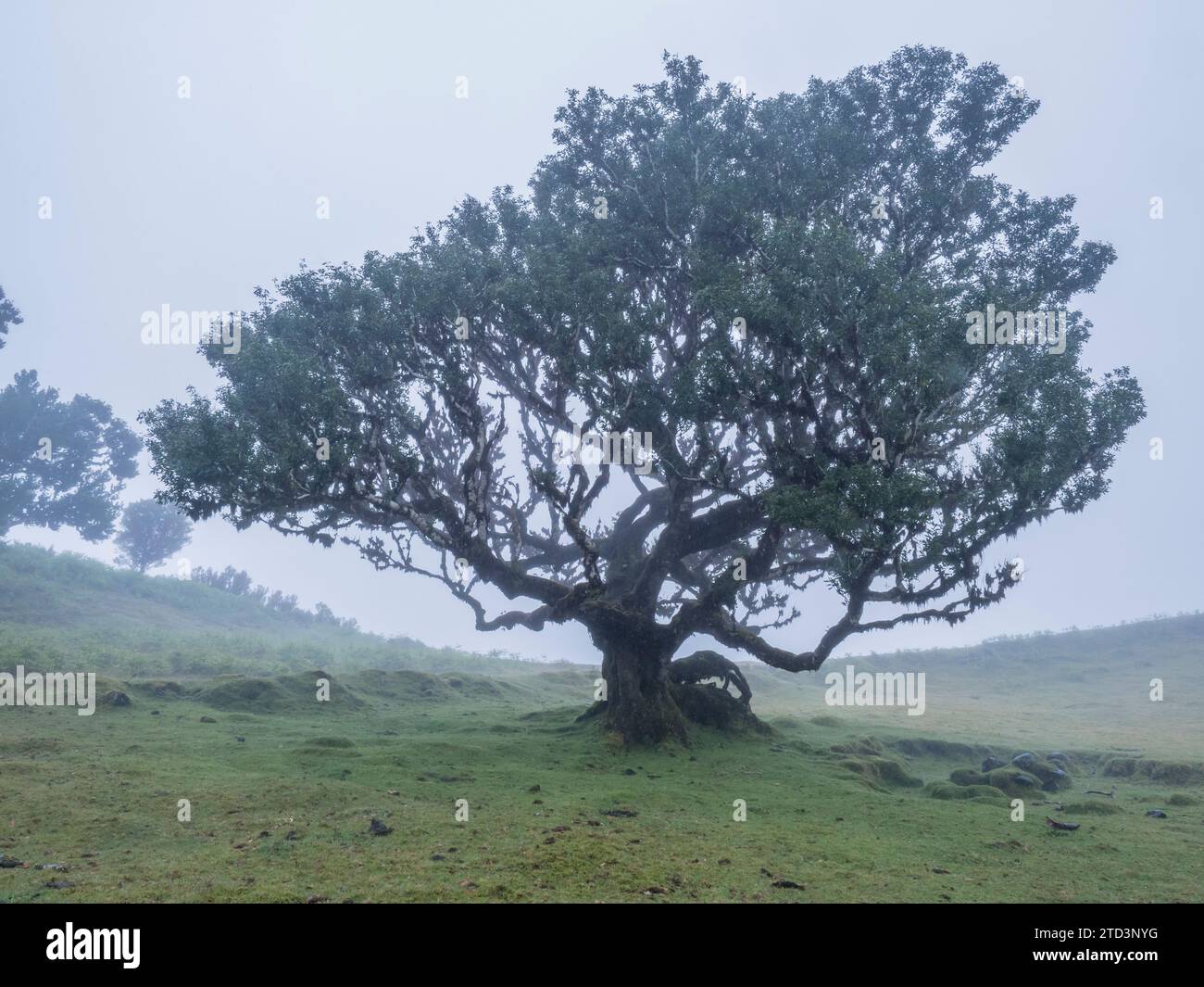 Old bizarre shape mossy stinkwood tree with twisted branches, covered ...