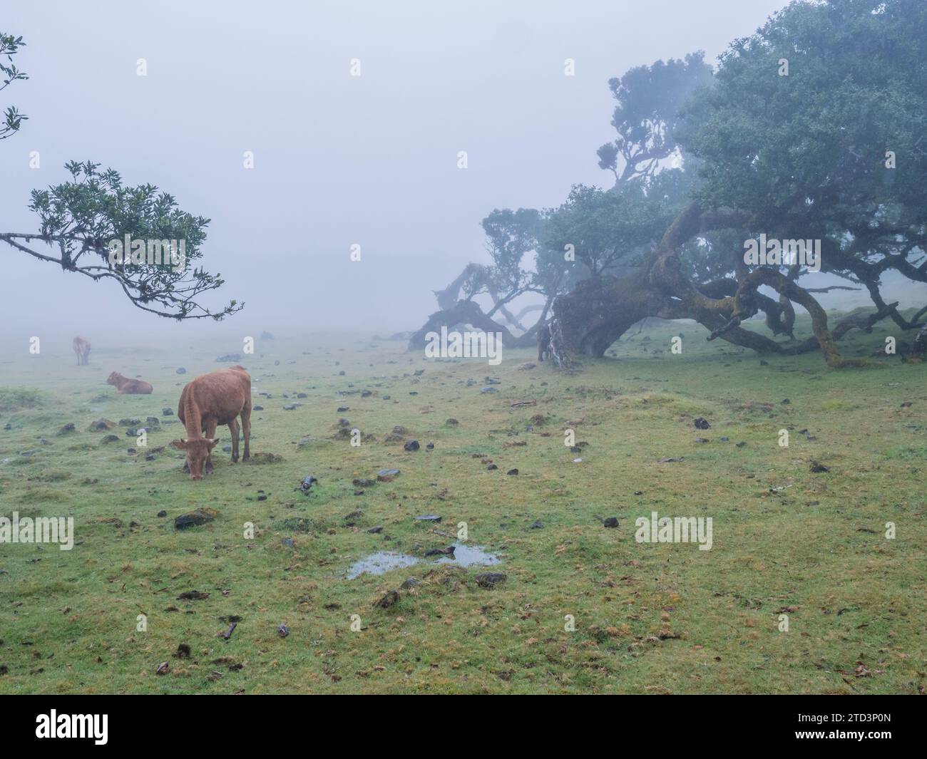 Fanal laurel forest in rain and dense fog with cow and calfs and ...