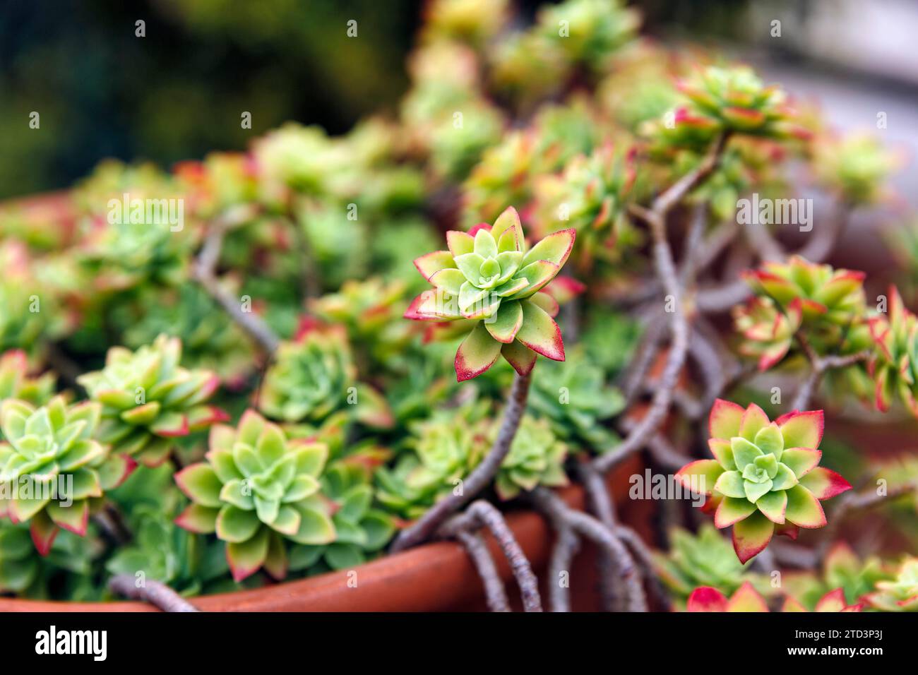 Pot detail hi-res stock photography and images - Alamy
