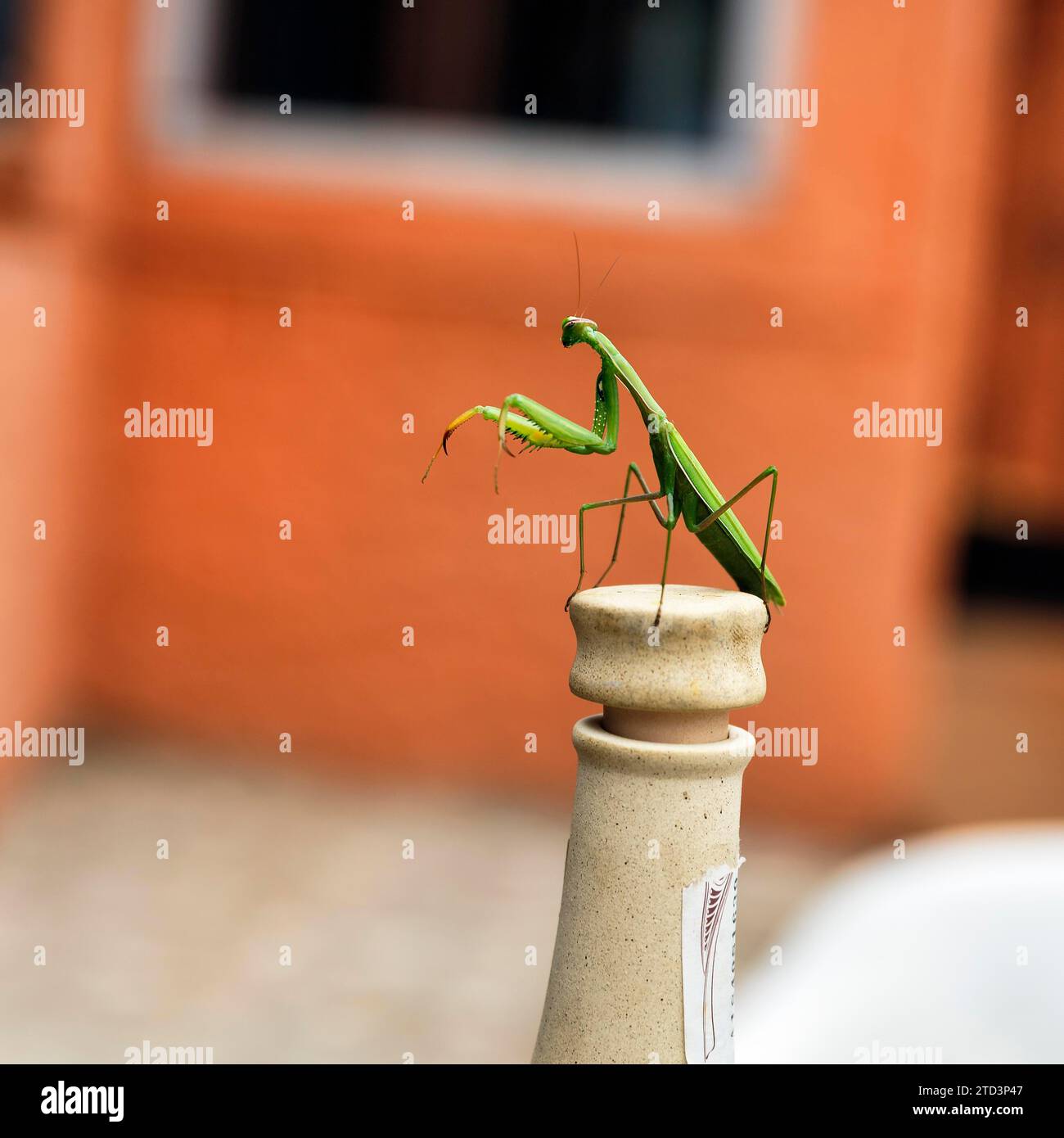 Praying mantis (Mantis religiosa) sitting on cork, bottle neck, Spain ...