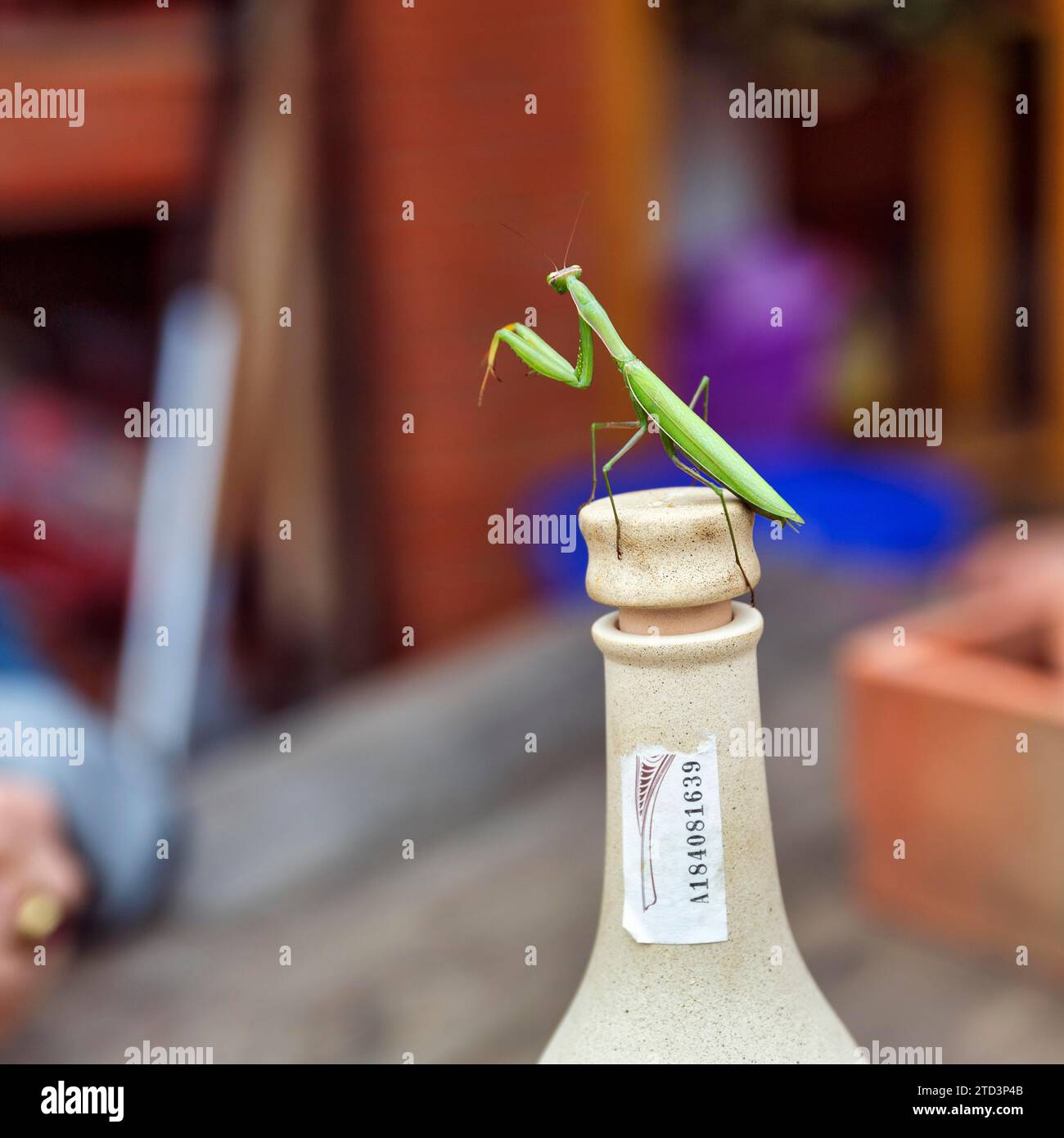 Praying mantis (Mantis religiosa) sitting on cork, bottle neck, Spain ...
