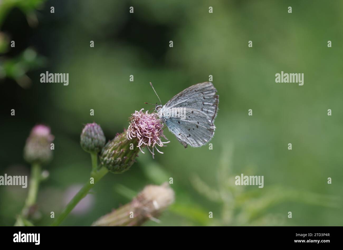 Holly blue (Celastrina argiolus), butterfly, blue butterfly, insect ...