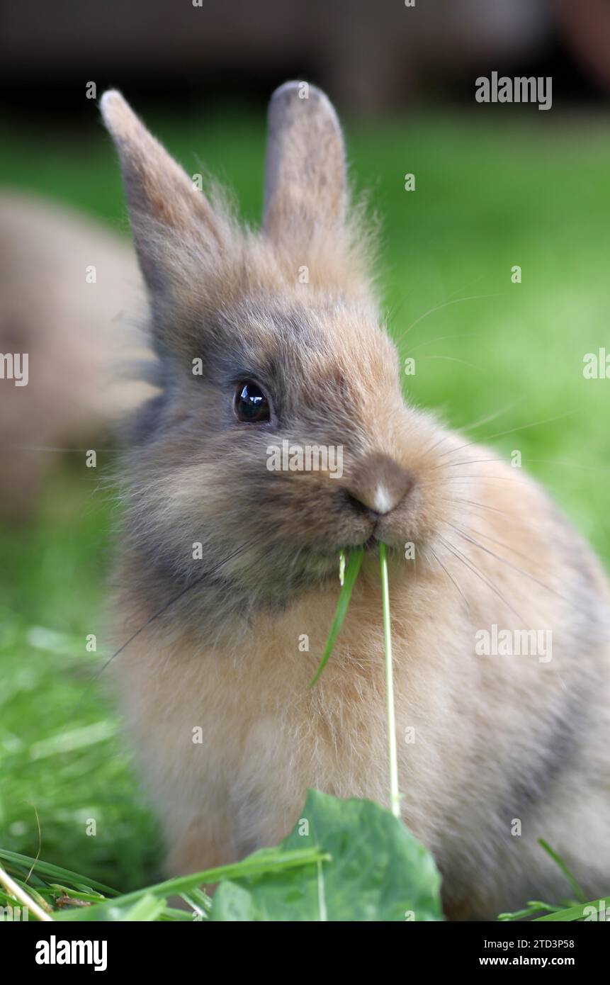 Rabbit (Cuniculus), hare, pet, portrait, cute, blade of grass, Easter ...