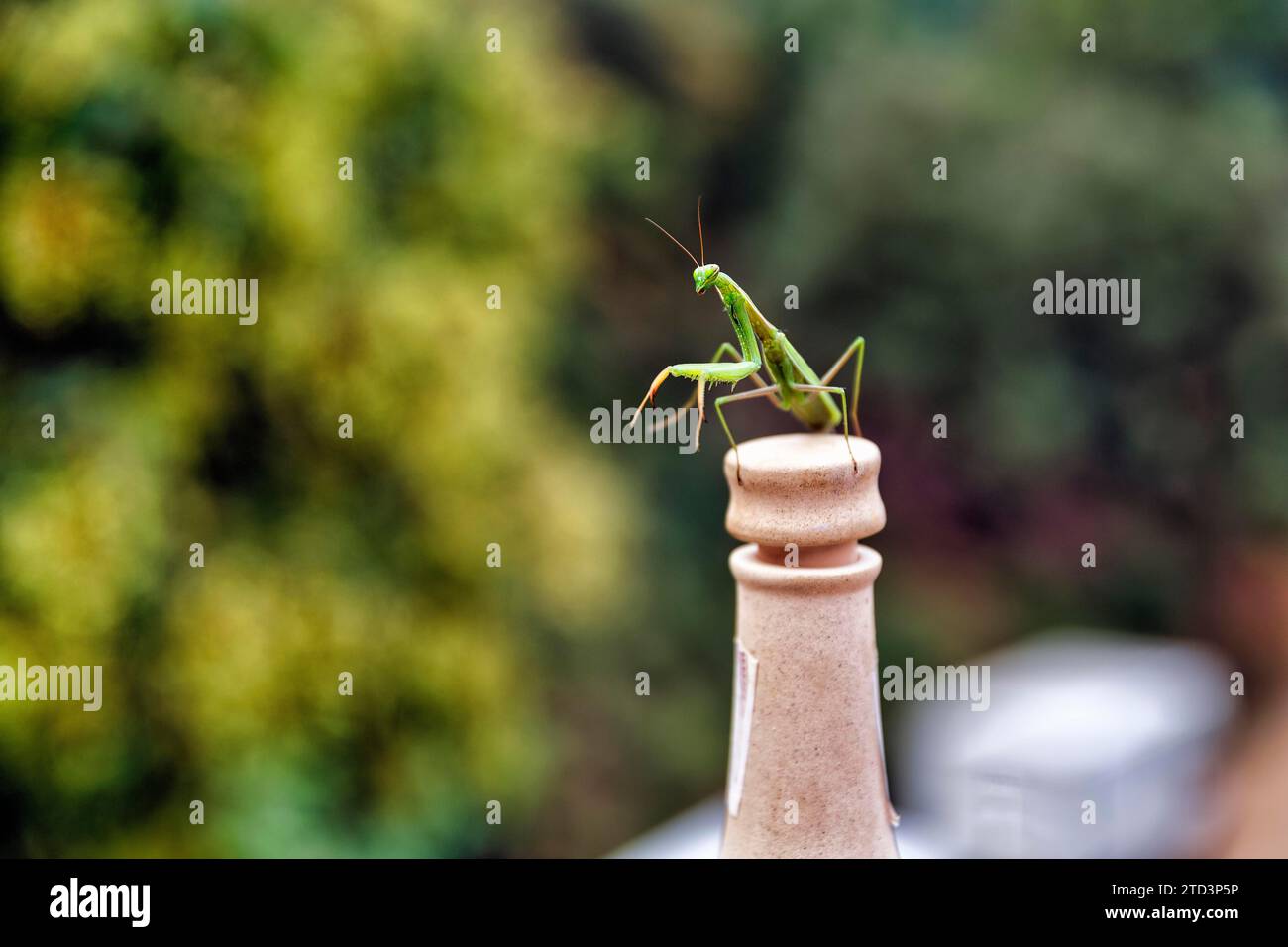 Praying mantis (Mantis religiosa) sitting on cork, bottle neck, Spain ...