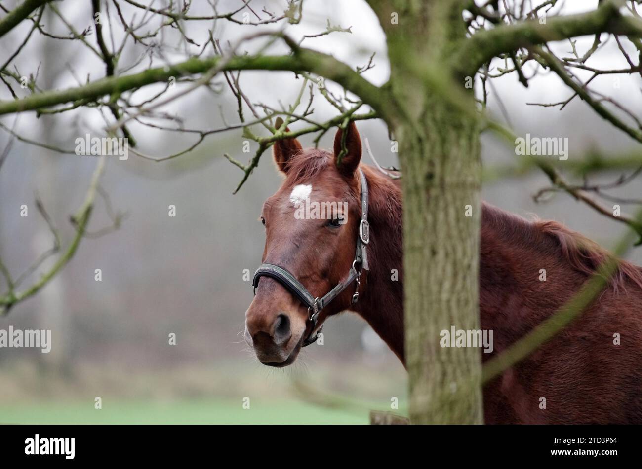 Domestic horse (Equus caballus), horses, blaze, tree, winter, portrait ...