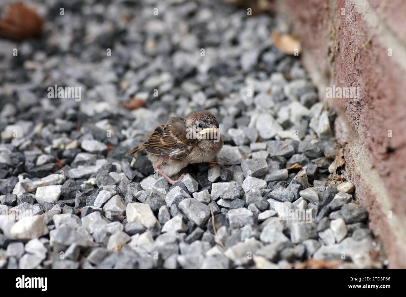 House sparrow (Passer domesticus), sparrow, chick, songbird, pebbles ...