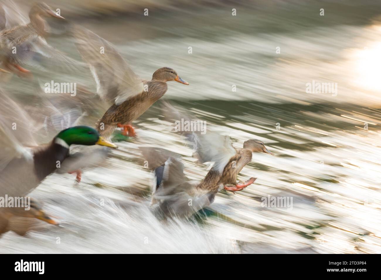 Mallards (Anas platyrhynchos), male and female in flight over a pond ...