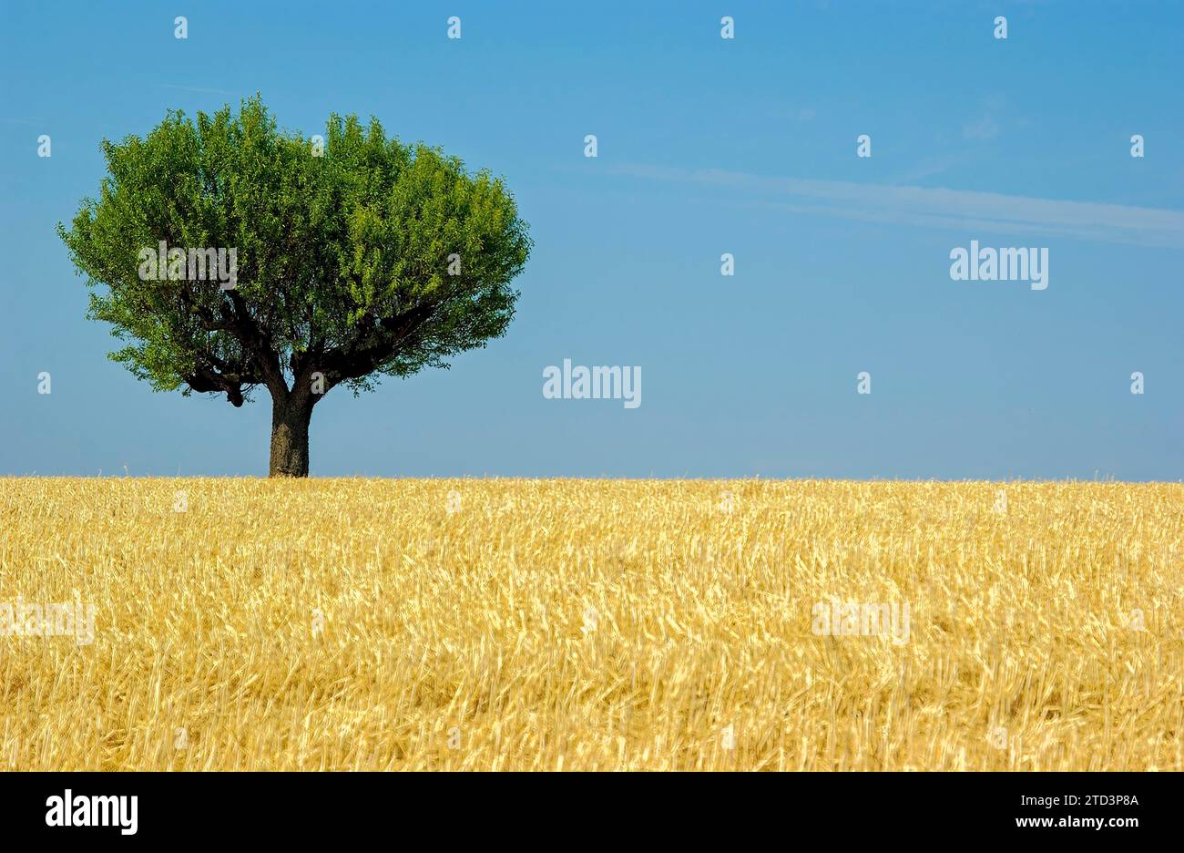 Provence. Olive tree in a wheat field. Provence-Alpes-Cote d'Azur ...