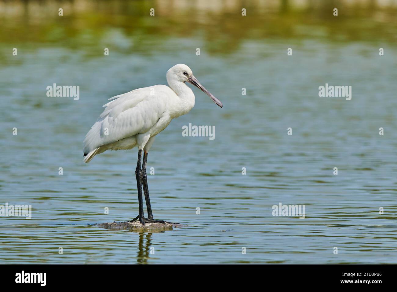 Eurasian spoonbill (Platalea leucorodia) standing on a rock in the ...