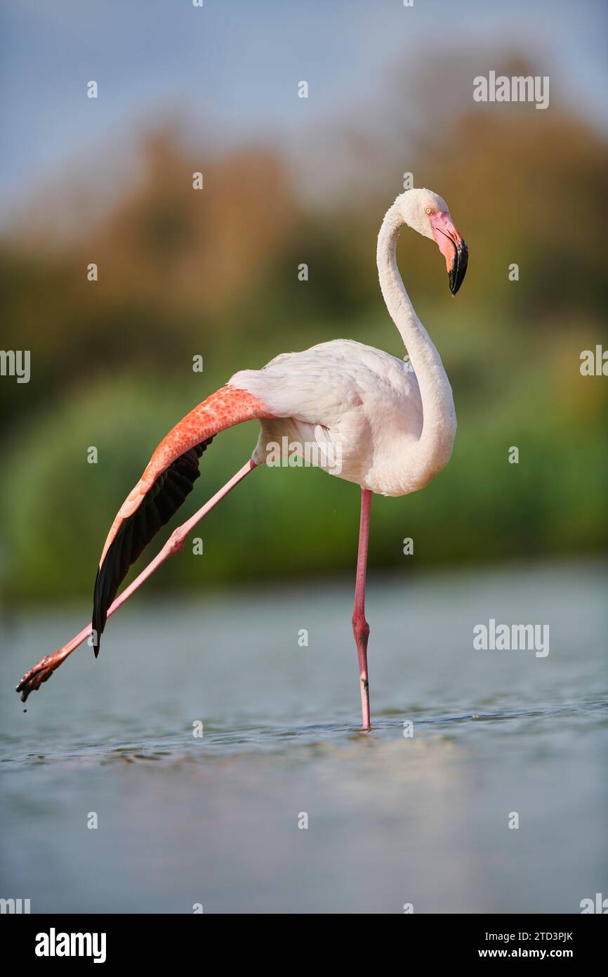 Greater Flamingo (Phoenicopterus roseus) standing in the water ...