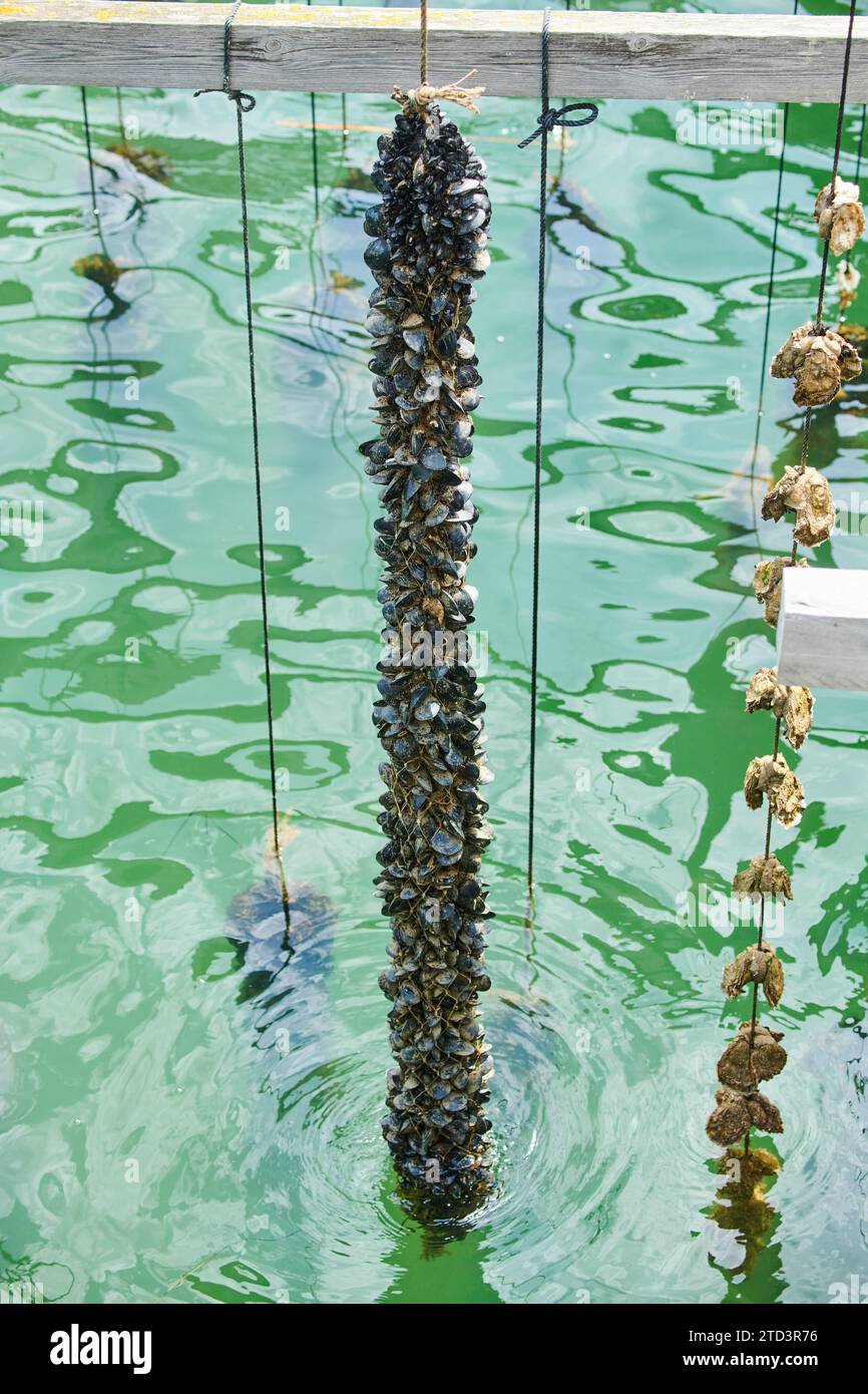 Oyster rope hi-res stock photography and images - Alamy