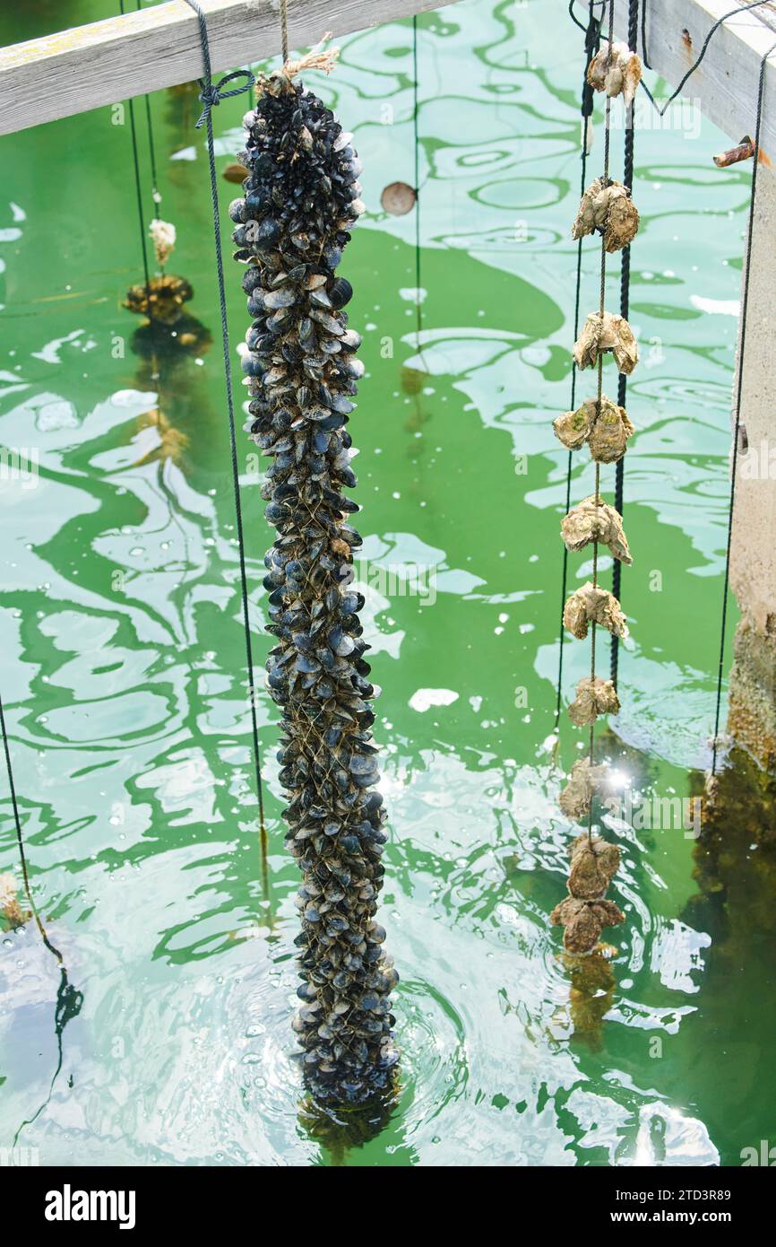 Oyster rope hi-res stock photography and images - Alamy