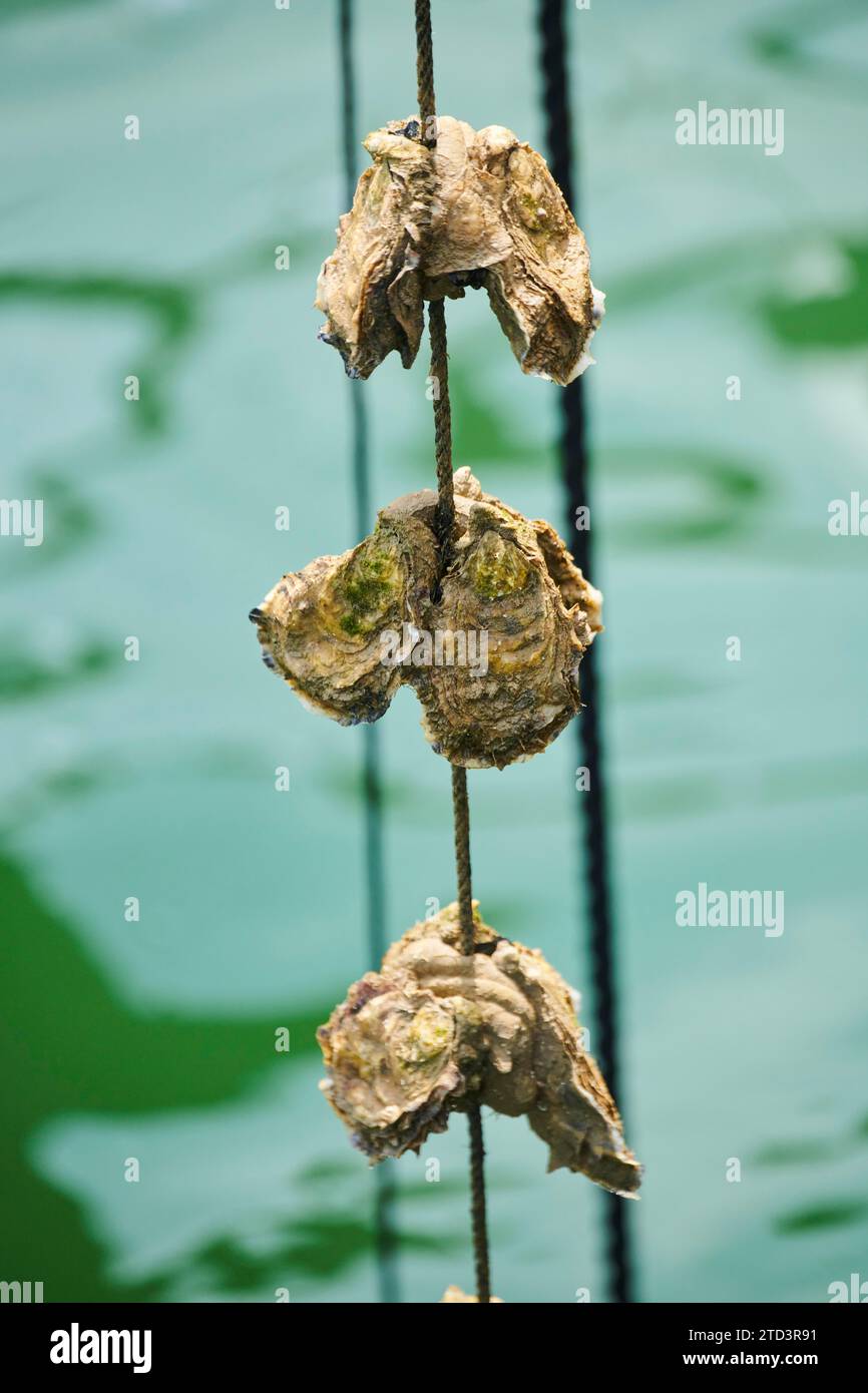 Oyster rope hi-res stock photography and images - Alamy