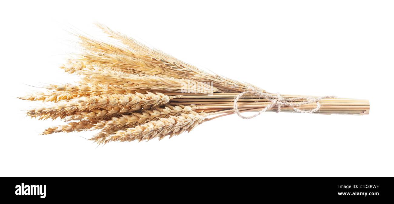 Golden wheat-rye ears isolated on white Stock Photo - Alamy