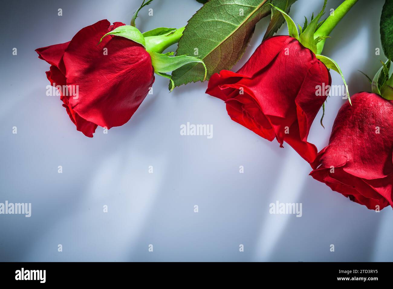 Bunch of roses on white background Stock Photo - Alamy